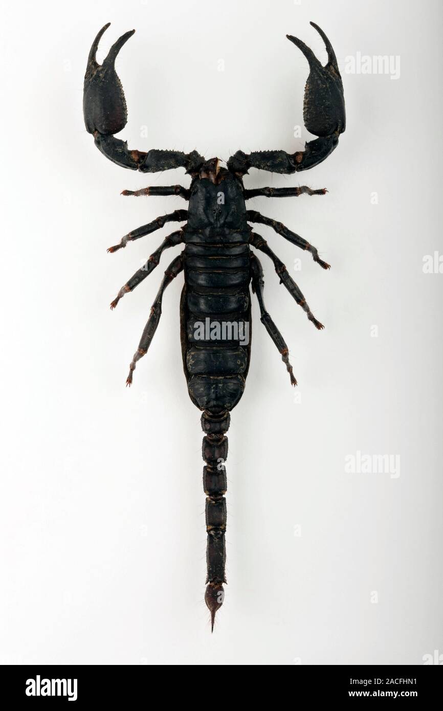 Scorpion (Heterometrus spinnifer). This scorpion is native to Thailand ...