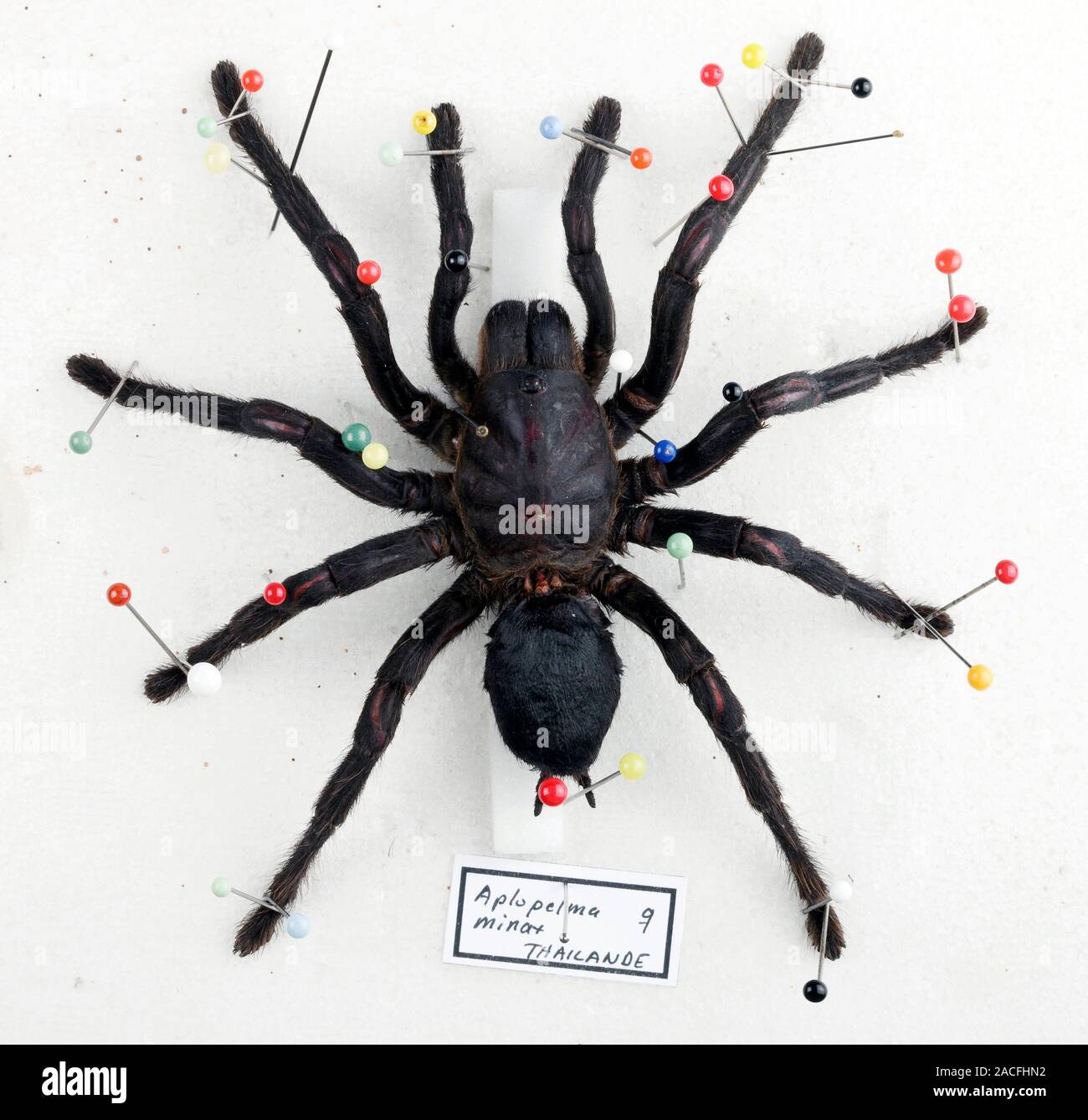 Female Thailand black tarantula (Aplopelma minax). This large spider is ...