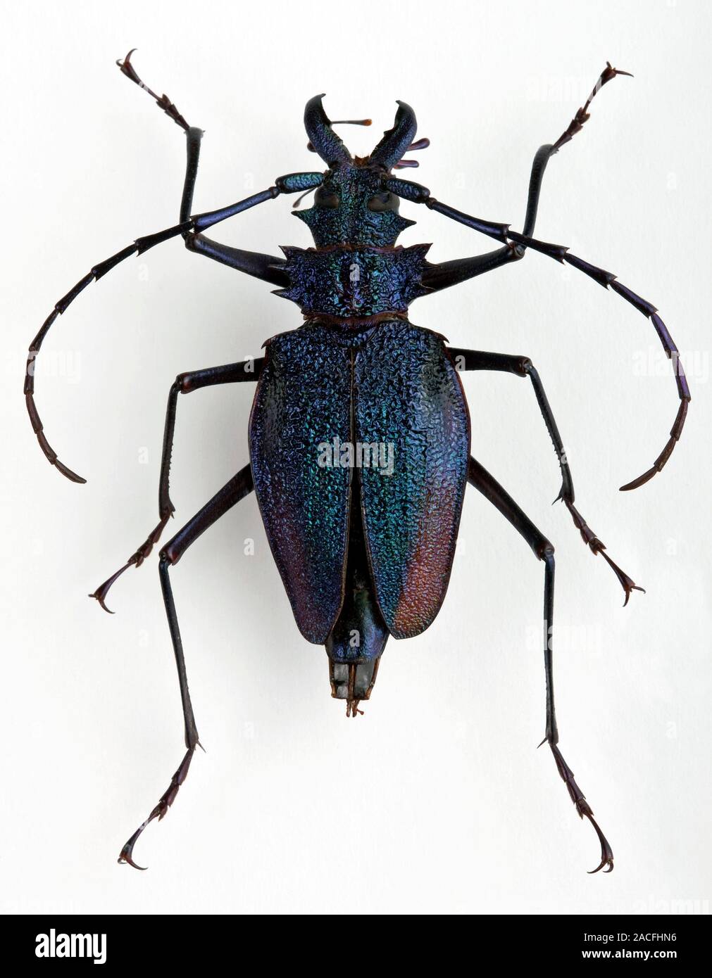 Female longhorn beetle (Psalidognathus superbus). This beetle is native ...