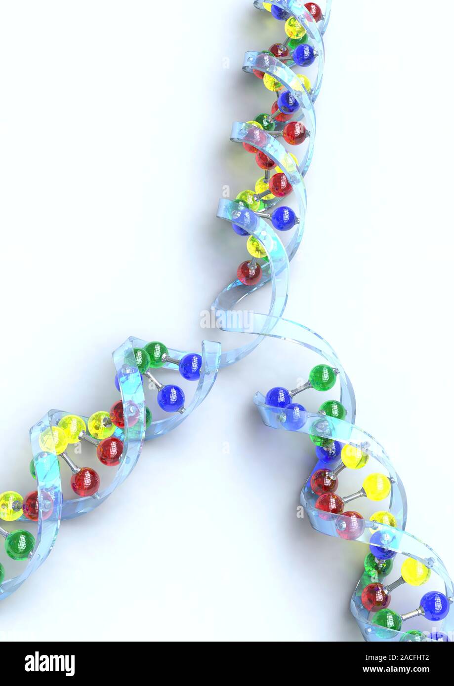 DNA replication. Computer artwork of a DNA (deoxyribonucleic acid ...