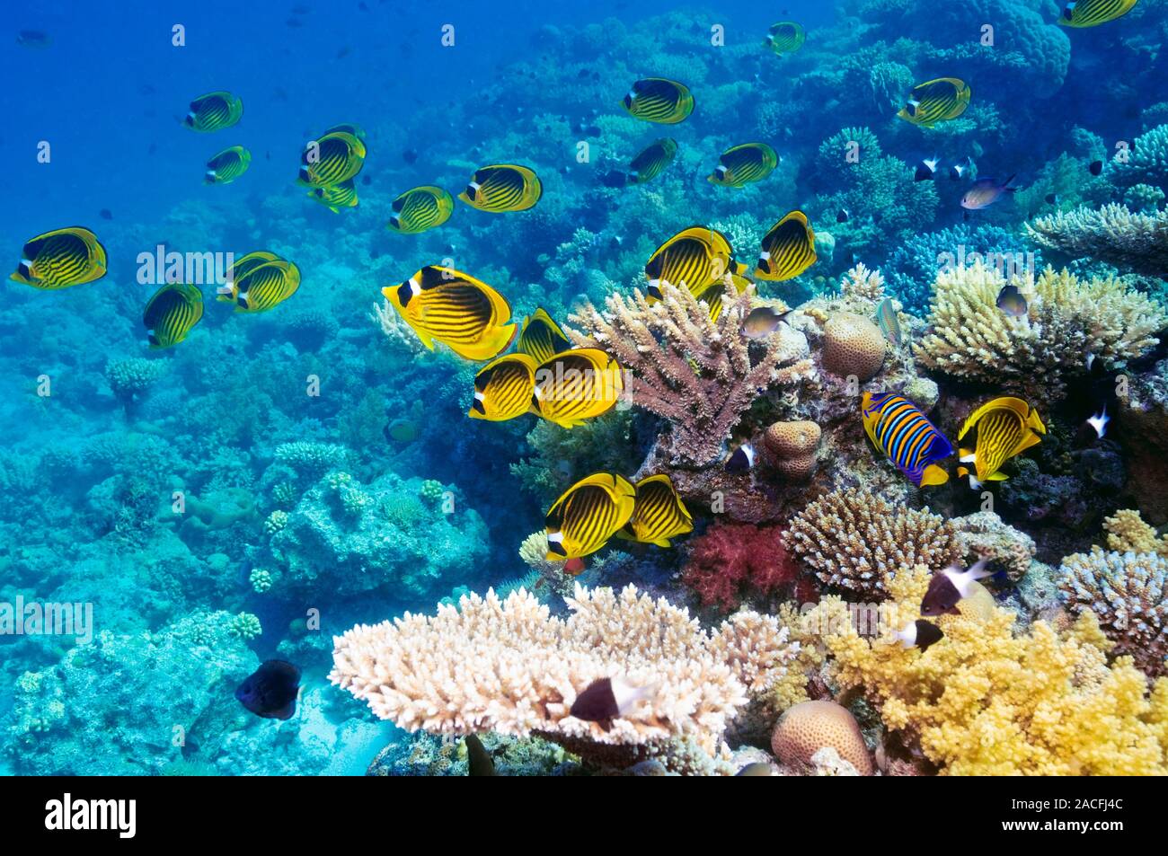 Red Sea racoon butterflyfish (Chaetodon fasciatus). These fish are also ...