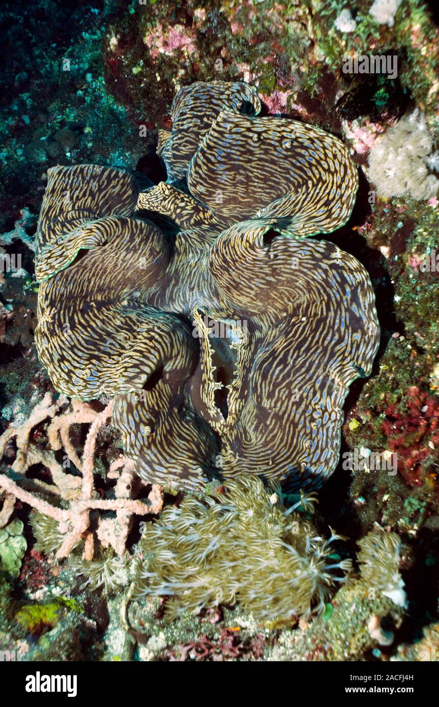 Fluted giant clam (Tridacna squamosa). The fluted giant clam is one of ...
