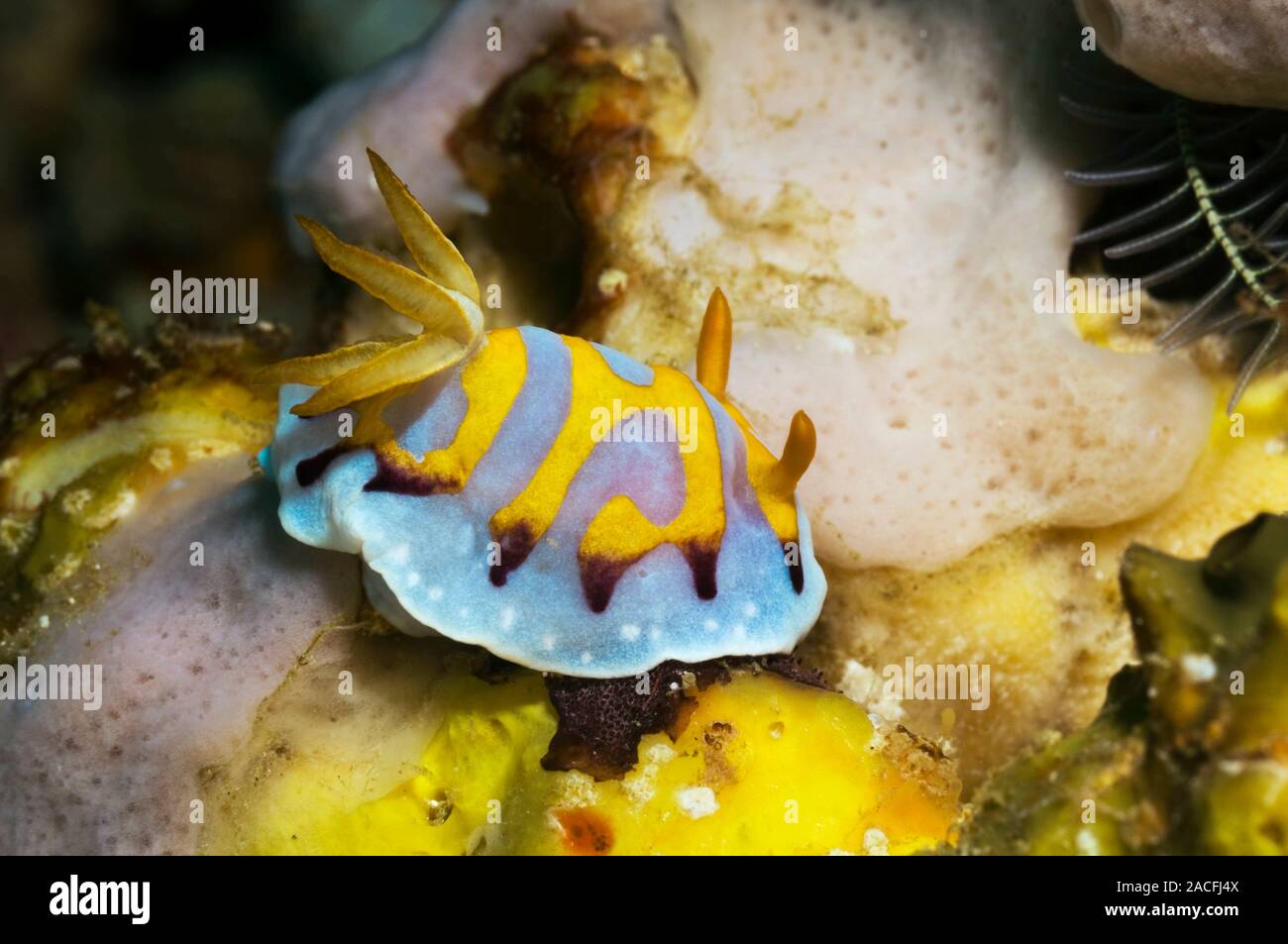 Nudibranch (Chromodoris sp.). Nudibranchs are shell-less marine ...