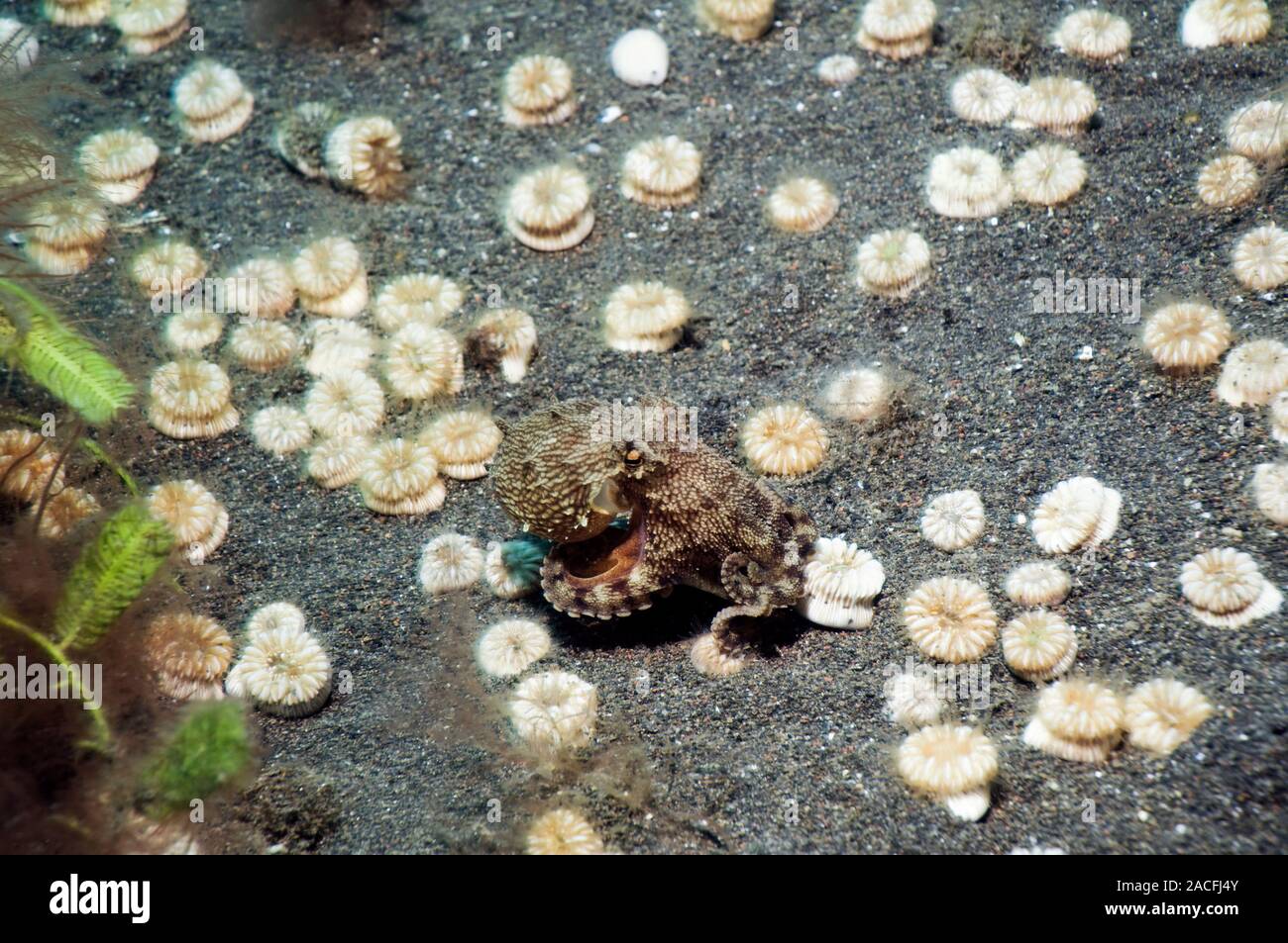 Veined octopus and corals. Veined octopus (Octopus marginatus) walking ...