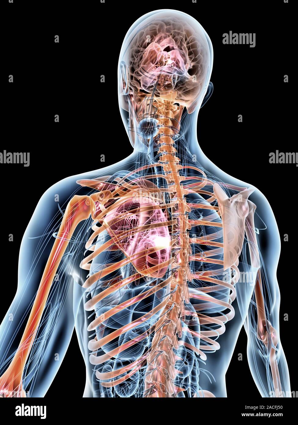 Human male anatomy. Artwork showing the anatomy of a healthy adult male ...
