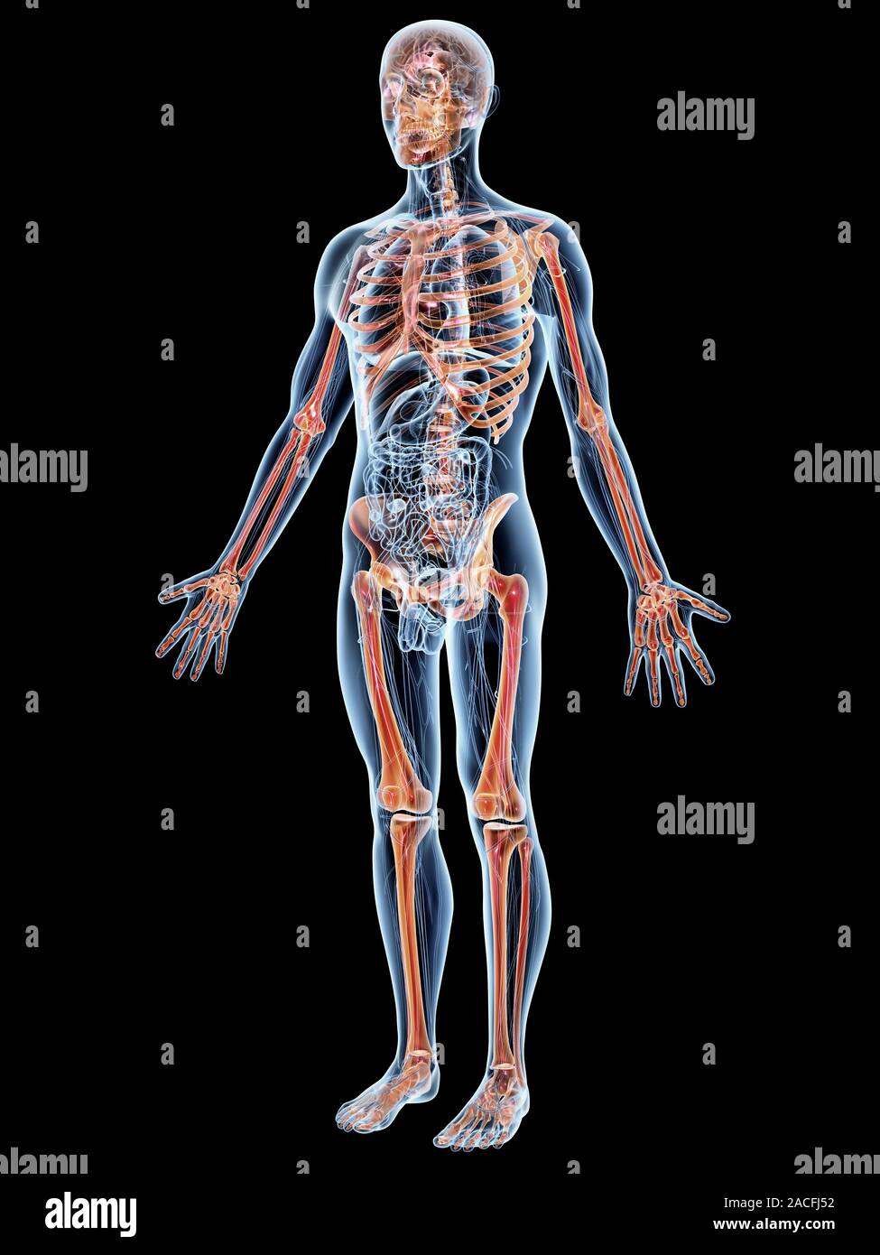Human male anatomy. Artwork showing the anatomy of a healthy adult male ...