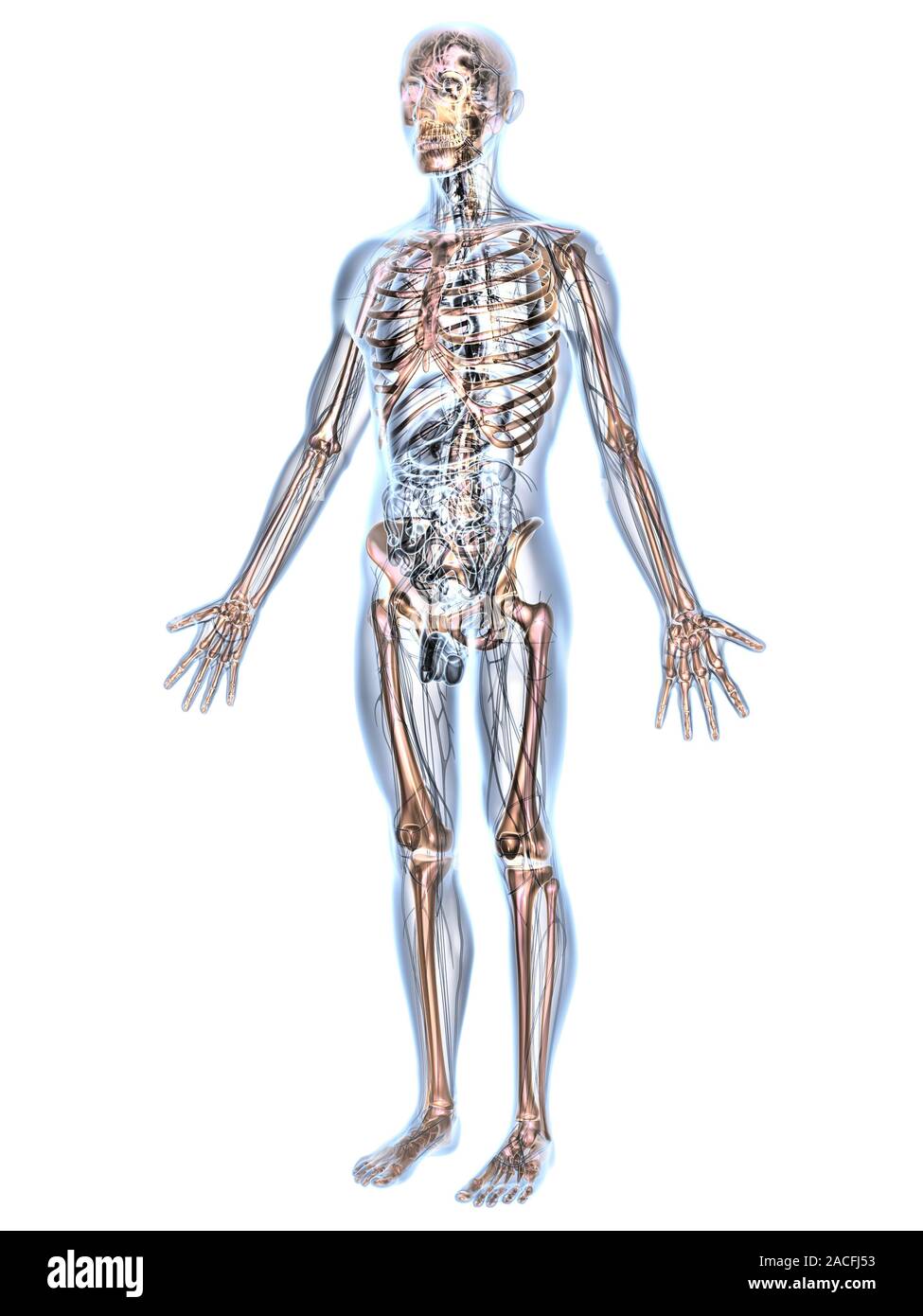 Human male anatomy. Artwork showing the anatomy of a healthy adult male ...