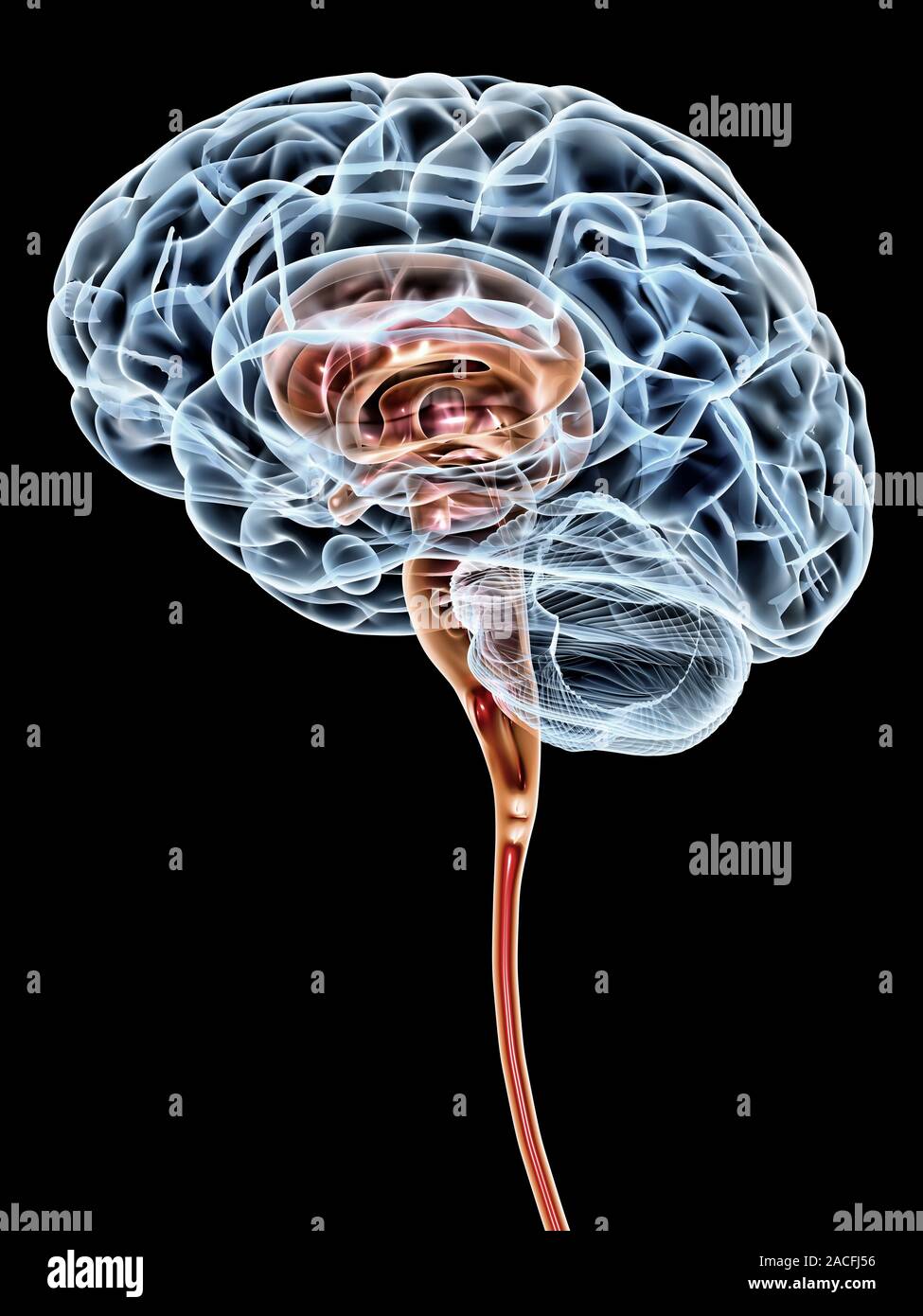 Brain. Computer artwork of a side view of a healthy male brain. The ...