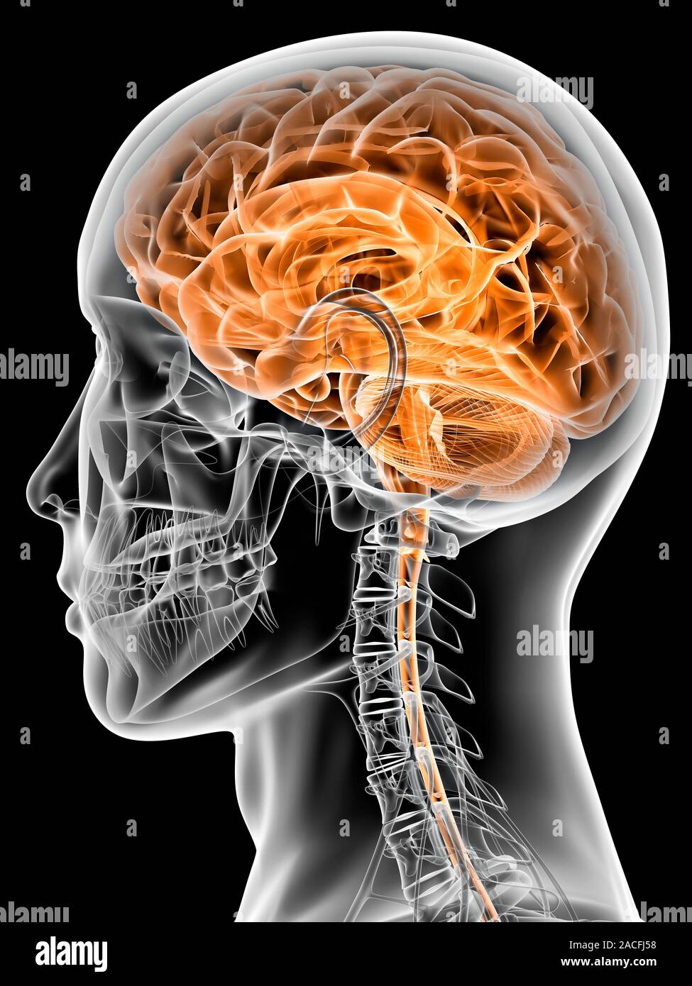 Internal brain anatomy. Artwork of a male head and brain from the side ...