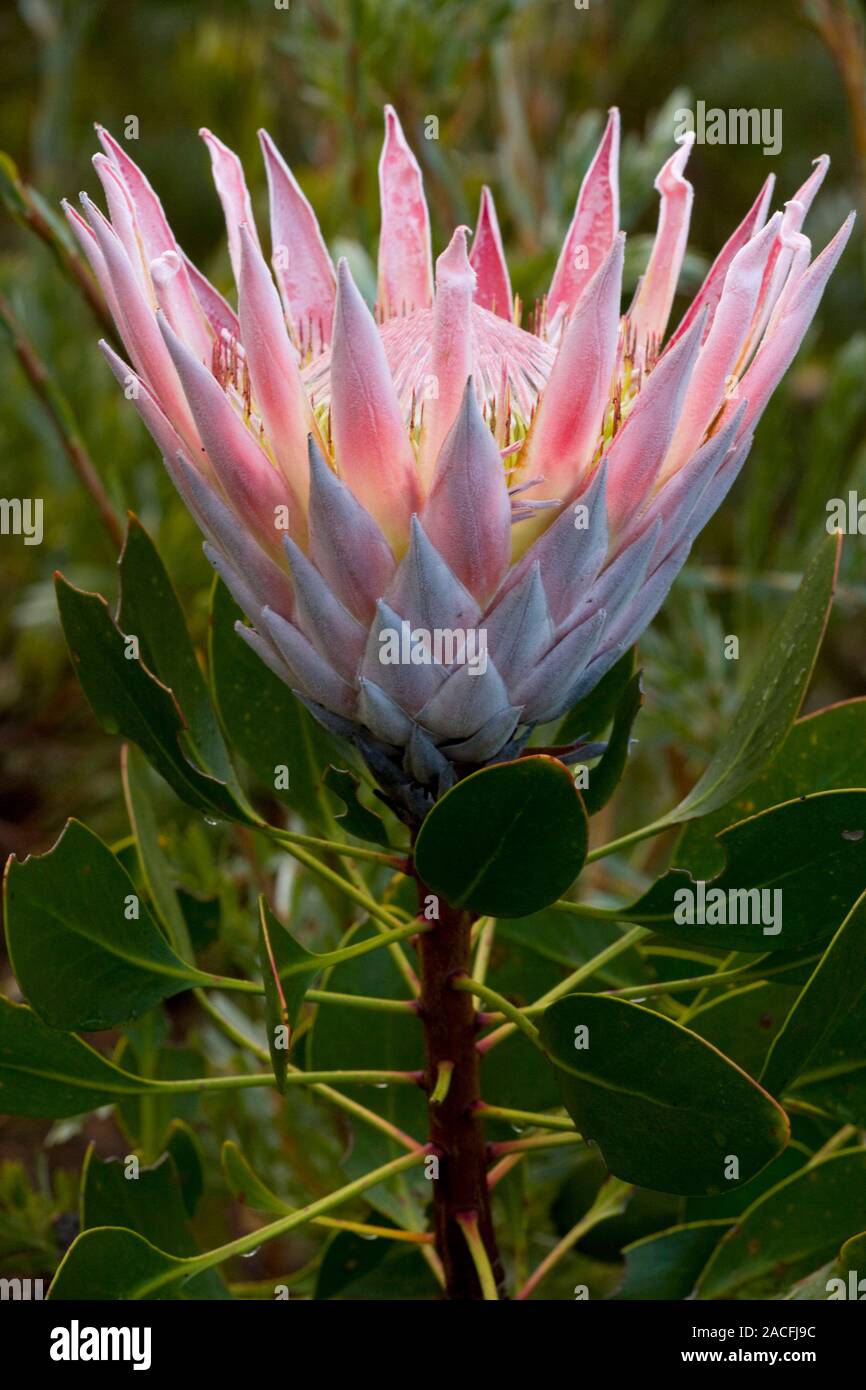 King protea (Protea cynaroides) flower. Photographed in the Fynbos belt ...