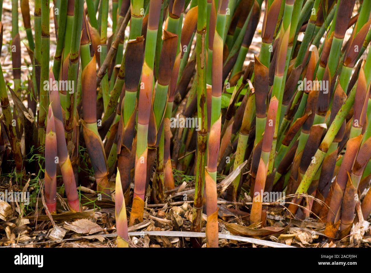 Horsetail restio (Elegia capensis) stems. Photographed in the Cape area ...