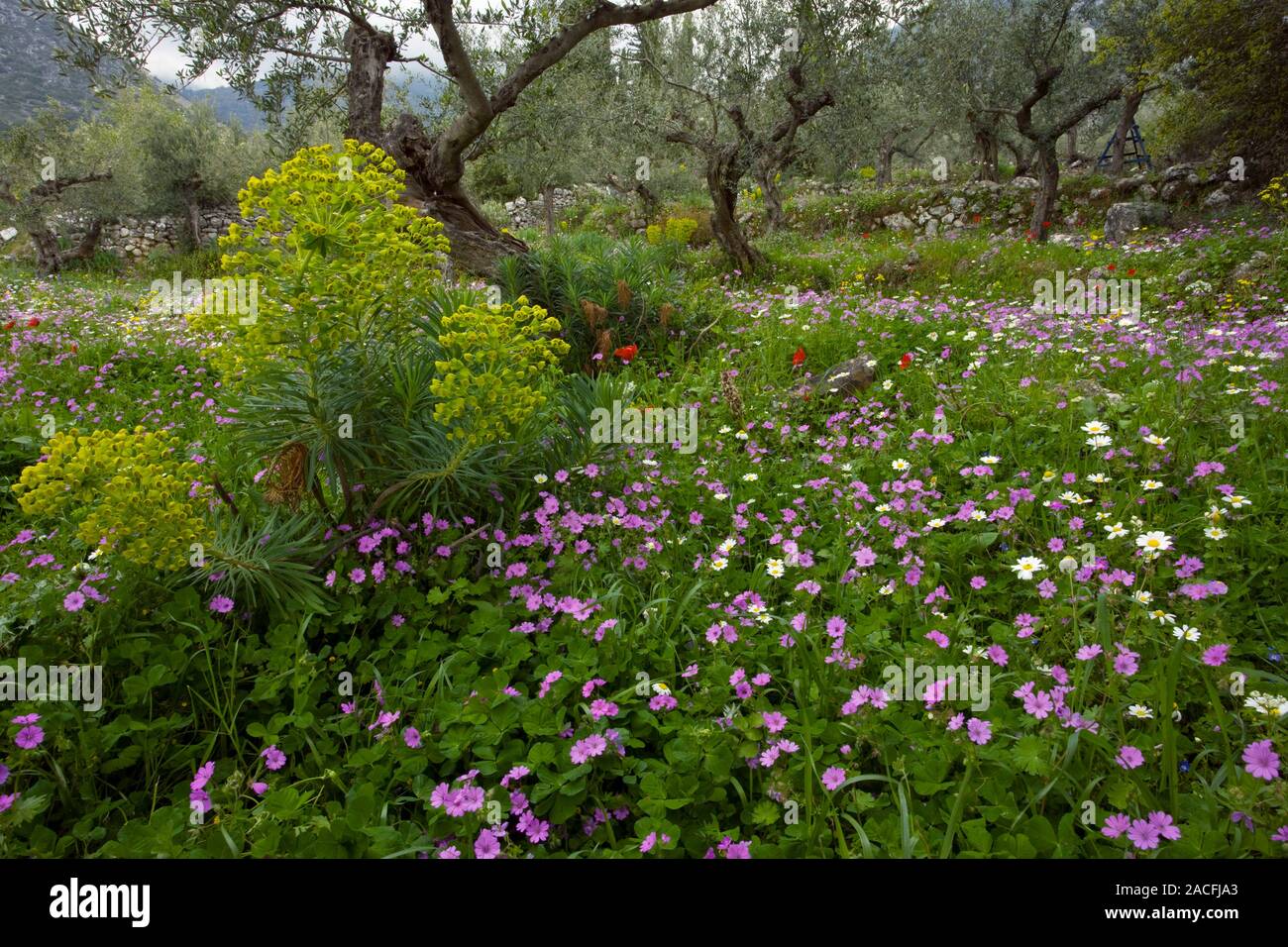 Wildflowers growing in an olive grove. Amongst the flowers seen here ...