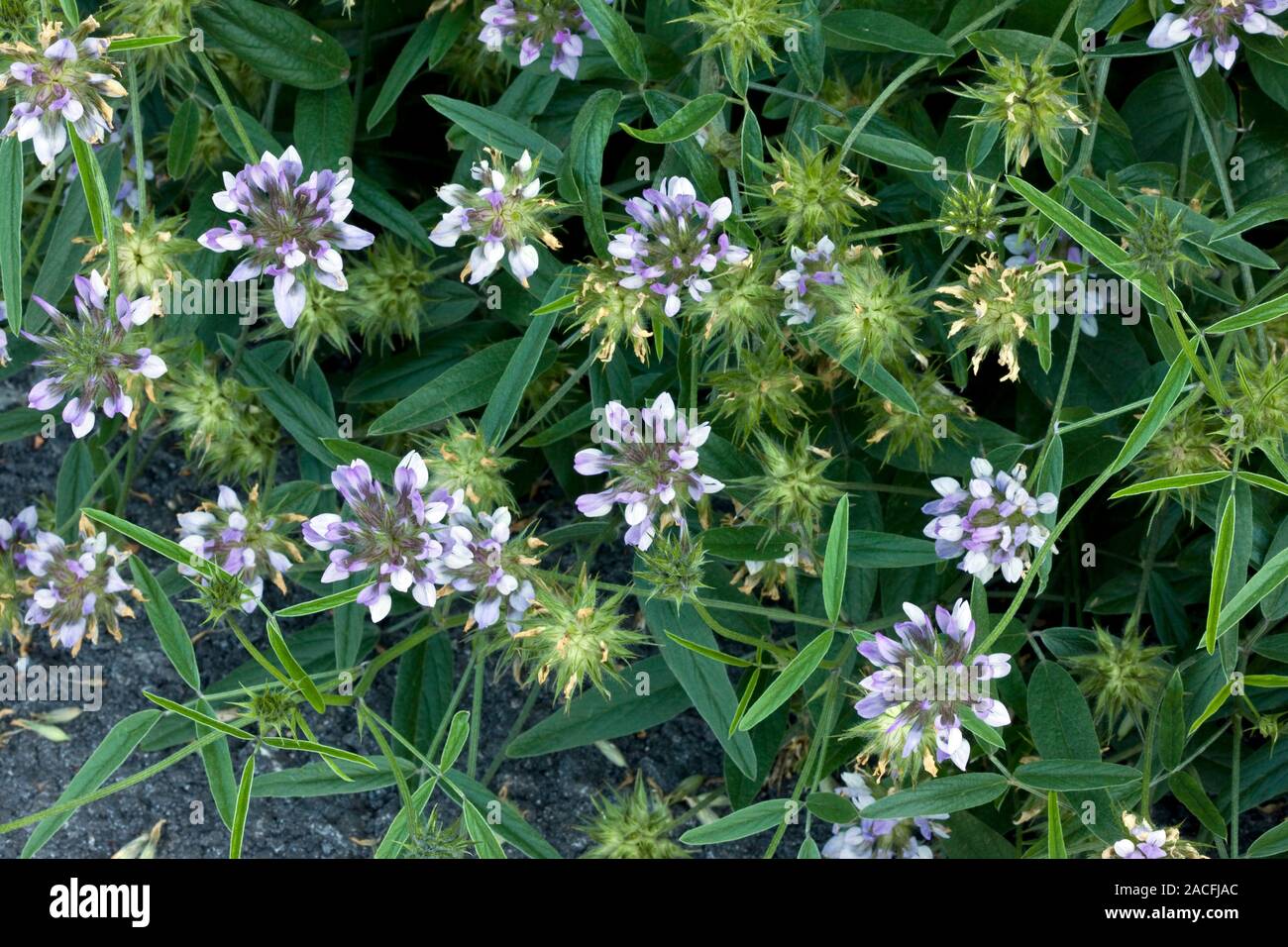 Pitch trefoil (Bituminaria bituminosa) in flower. Photographed in ...