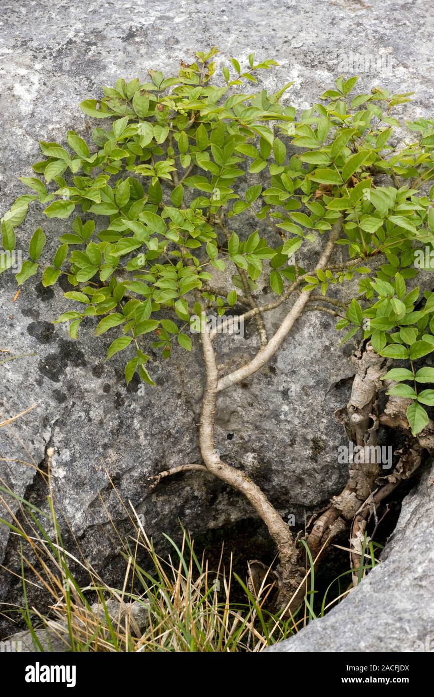 Dwarf ash tree (Fraxinus excelsior) growing in a gryke (crevice) in a ...