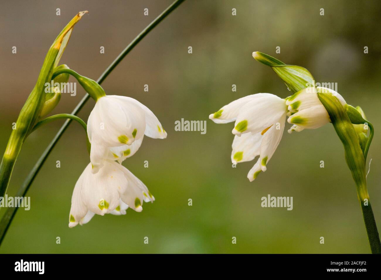 Summer snowflake (Leucojum aestivum) flowers. This is the native form ...