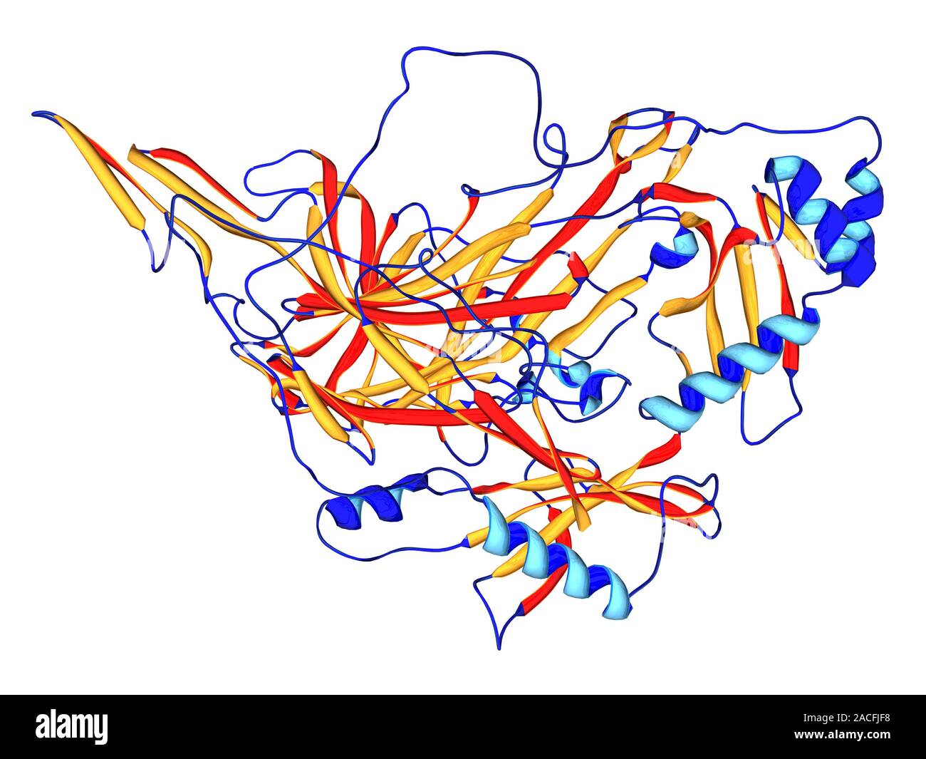 Lysyl oxidase enzyme molecule. Computer artwork showing the secondary ...