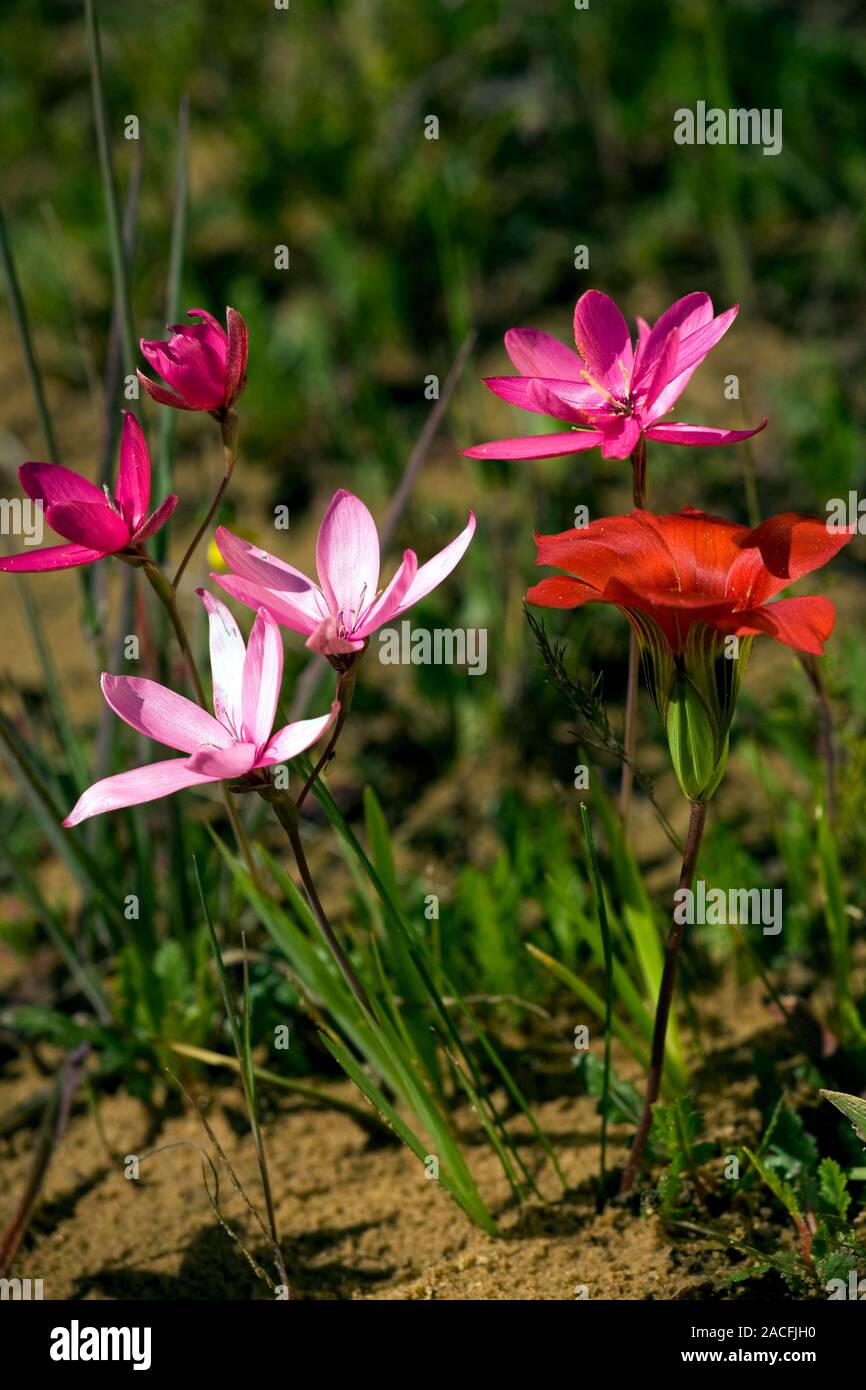 Bulbous plants Romulea sabulosa (red, right) and Hesperantha pauciflora ...