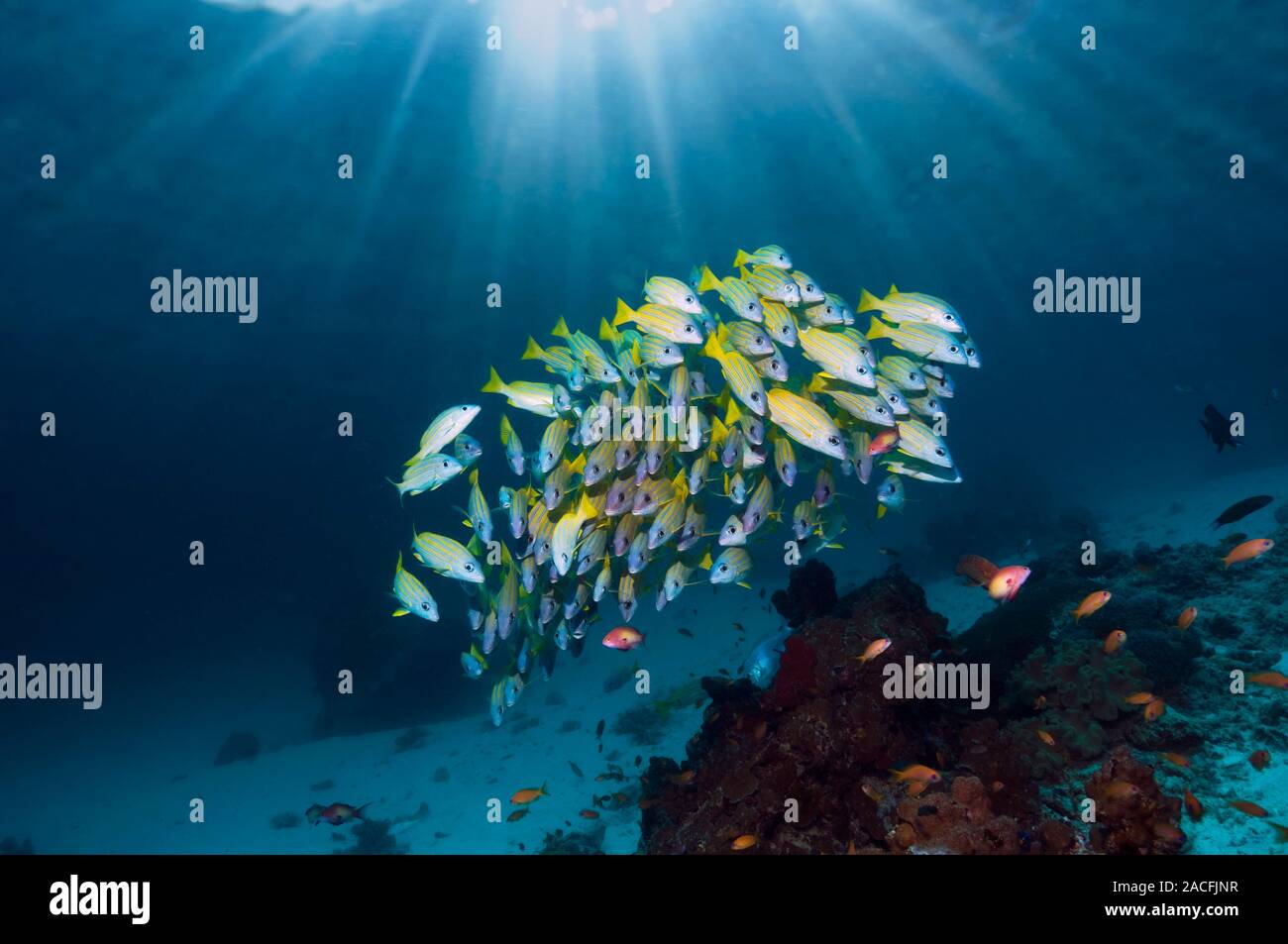 Blueline snappers (Lutjanus kasmira) over a coral reef. Photographed in ...