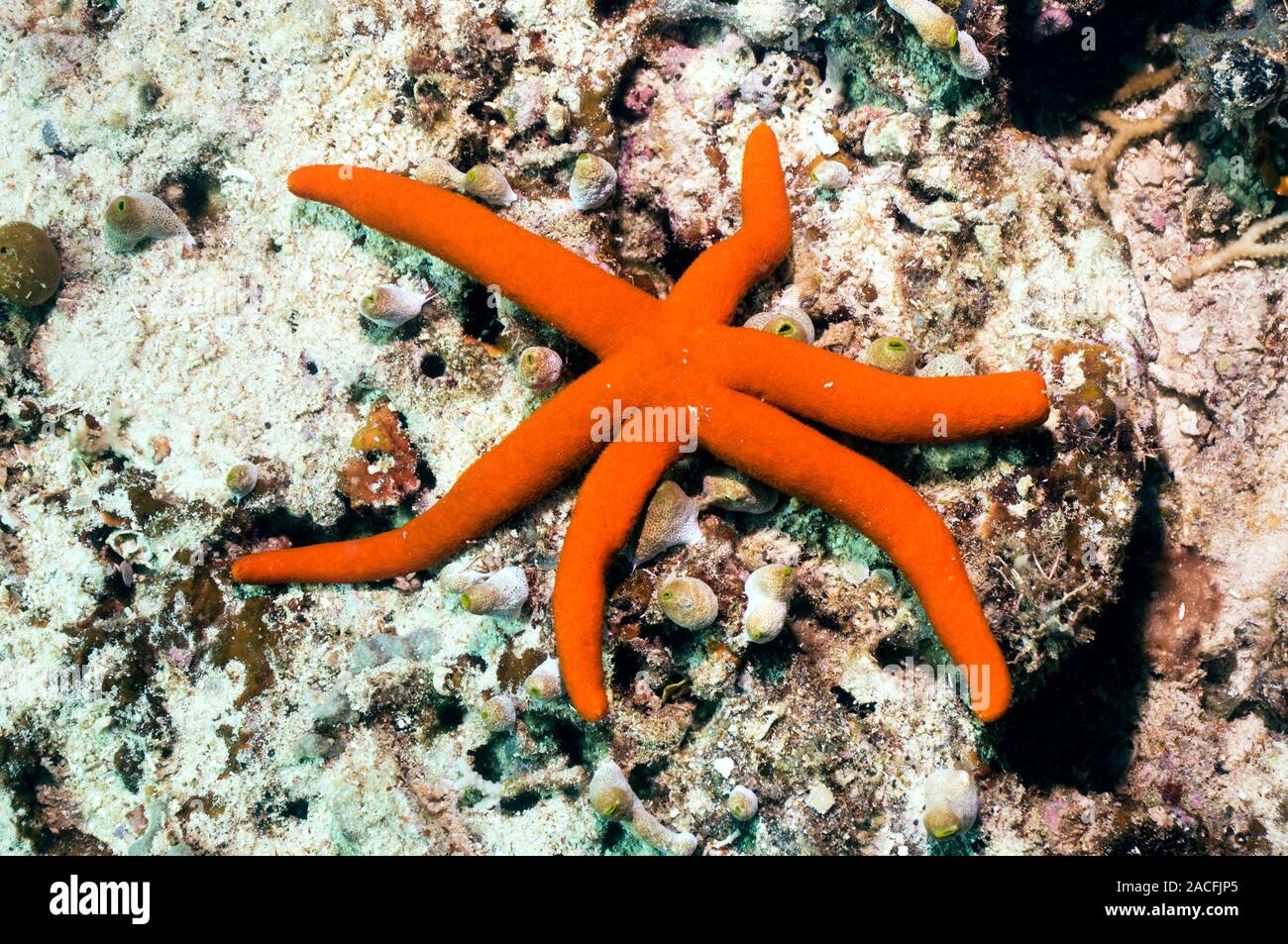 Luzon starfish (Echinaster luzonicus) on a coral reef. Starfish, also known as sea stars, are a ...