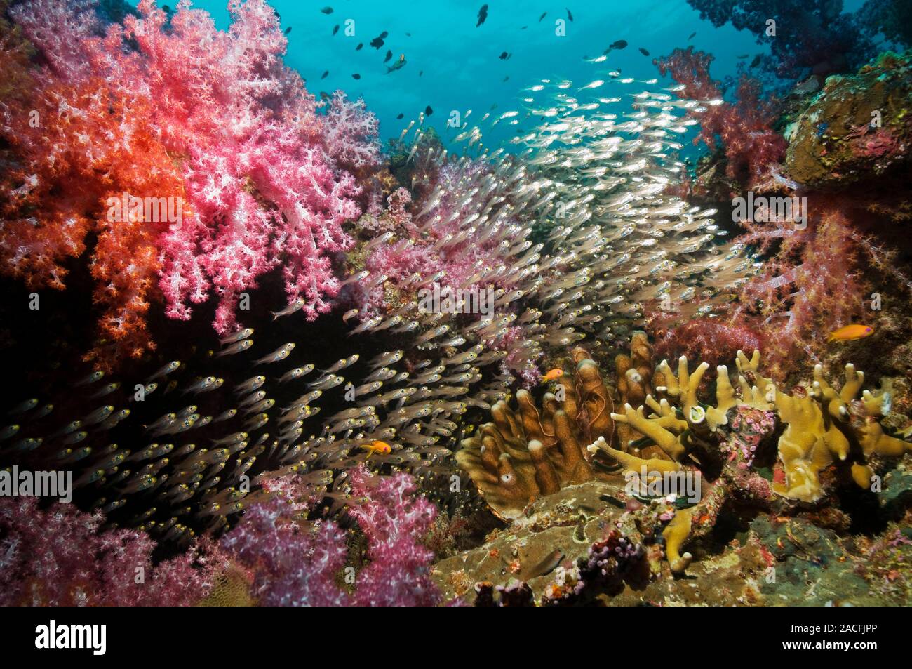 Coral reef. School of sweepers (family Pempheridae, silver) among soft ...