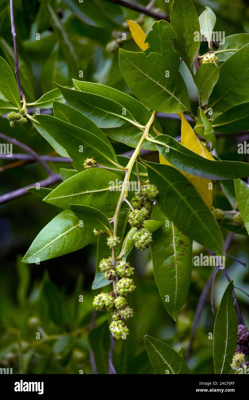 Button mangrove (Conocarpus erectus) in fruit. Mangroves are tropical ...