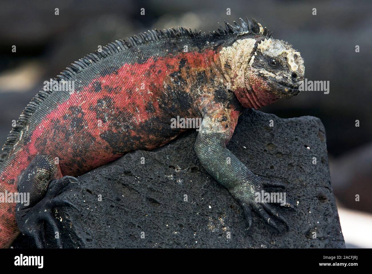 Marine iguana (Amblyrhynchus cristatus) male. This is the only truly ...
