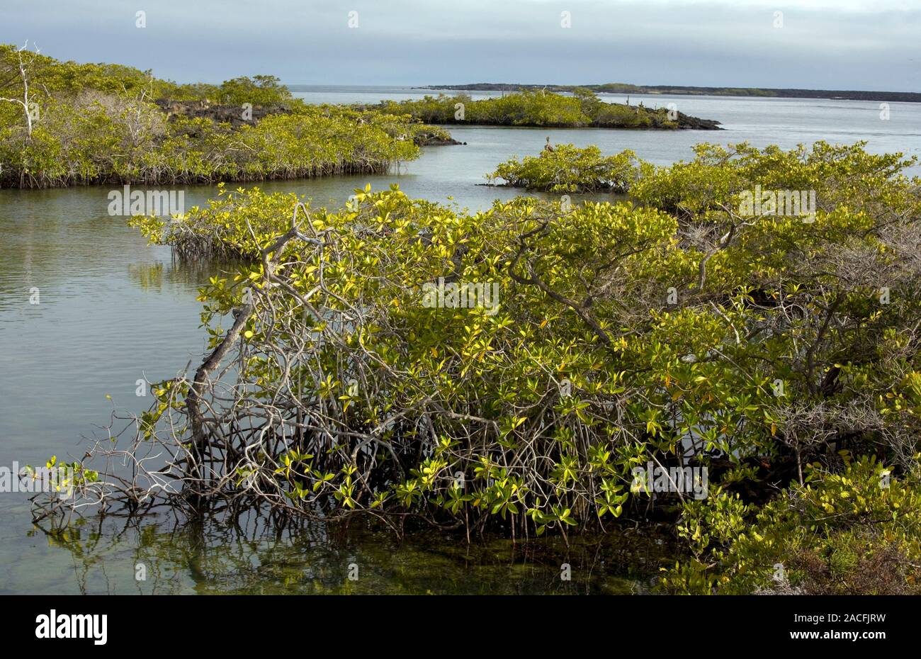 Red mangroves (Rhizophora mangle) forming a coastal mangrove swamp ...
