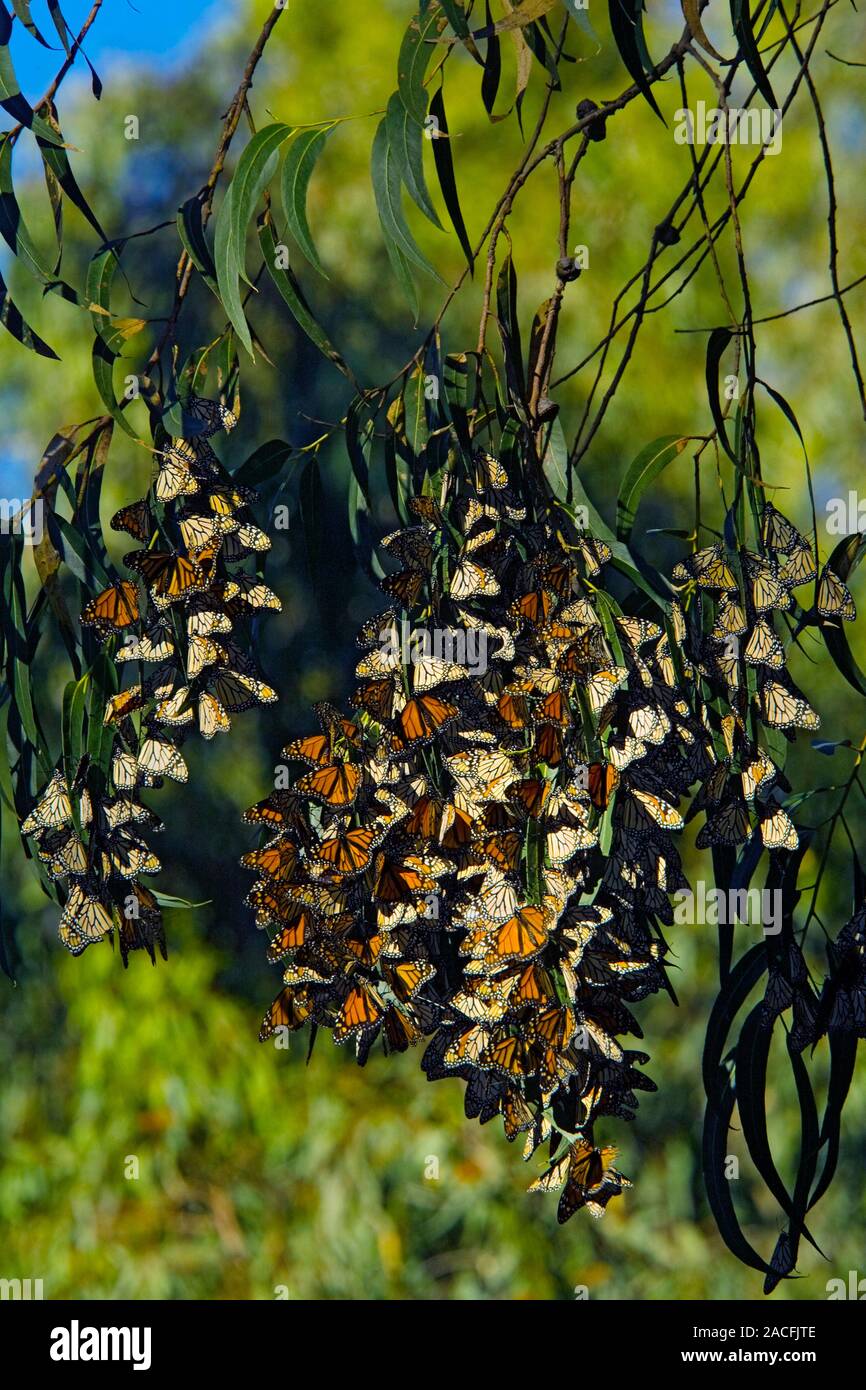 Monarch butterflies (Danaus plexippus) overwintering in a tree. This ...