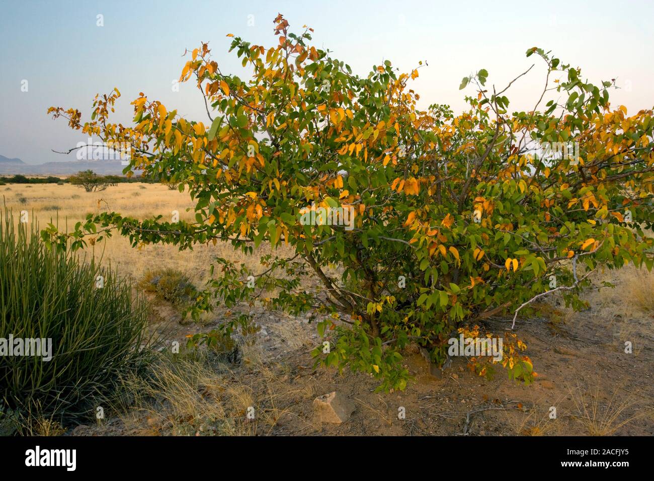 Mopane plant (Colophospermum mopane). This is a food plant for the ...
