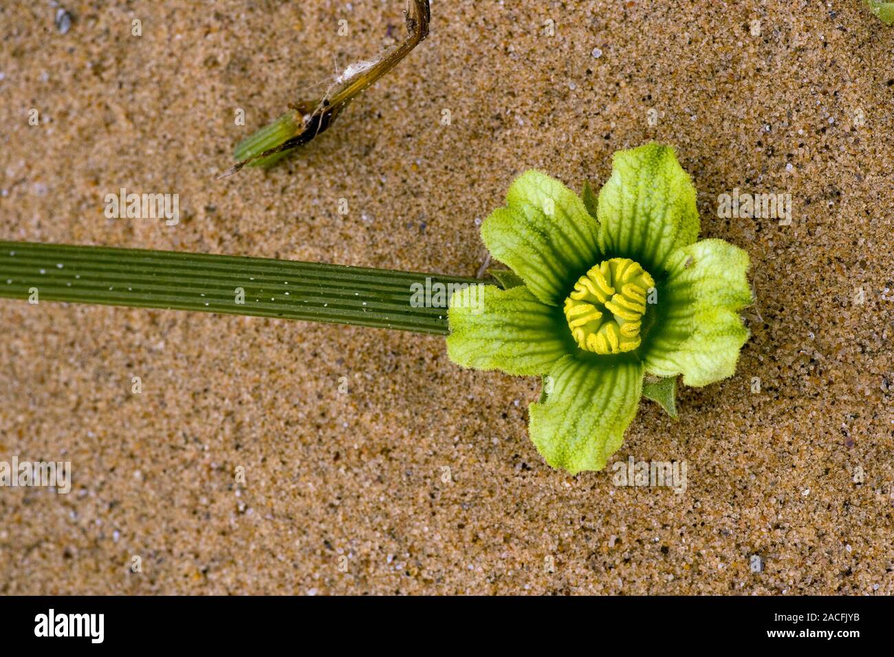 Nara plant (Acanthosicyos horrida) flower. This leafless plant is a ...