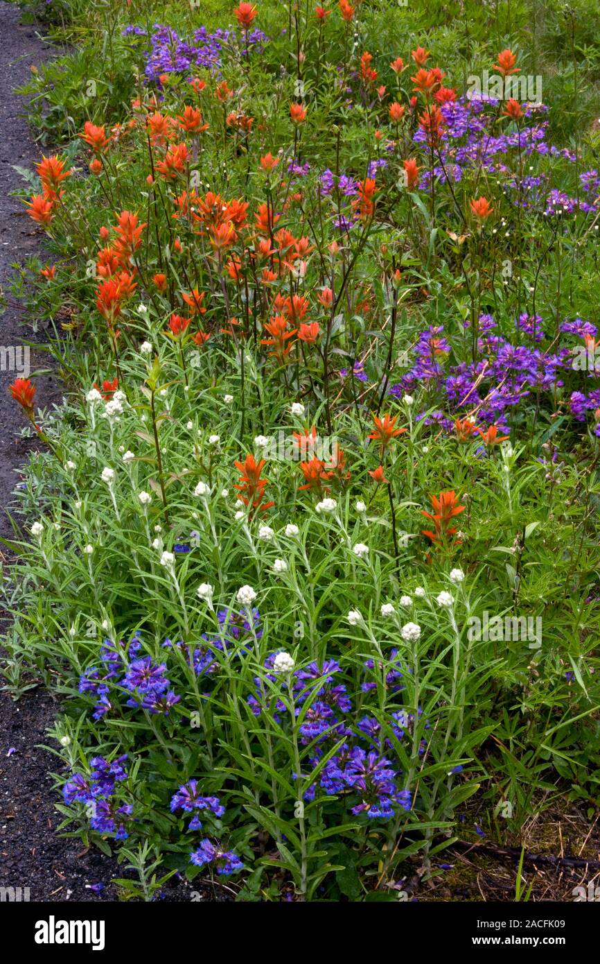 Roadside flowers. Cascade penstemon (Penstemon serrulatus, purple ...
