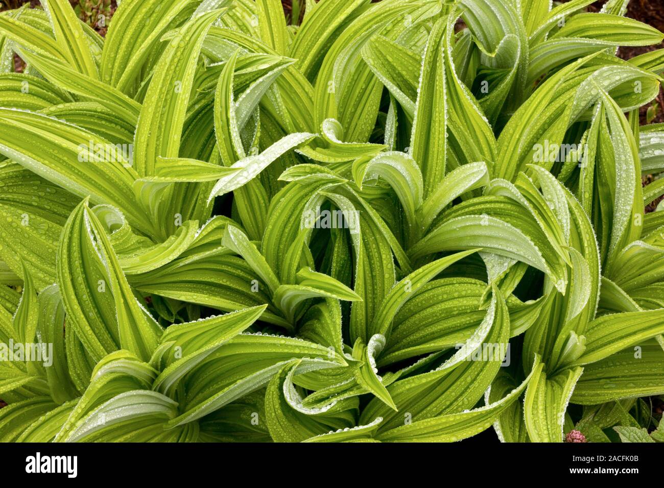 Green false hellebore (Penstemon serrulatus) plant. Photographed on ...