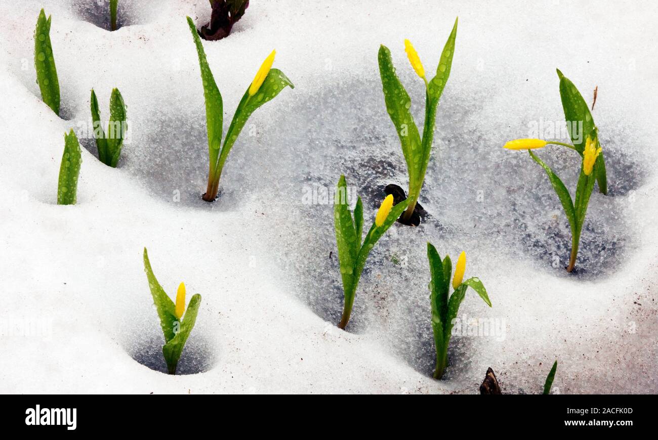 Glacier lilies (Erythronium grandiflorum) flowering in the snow ...