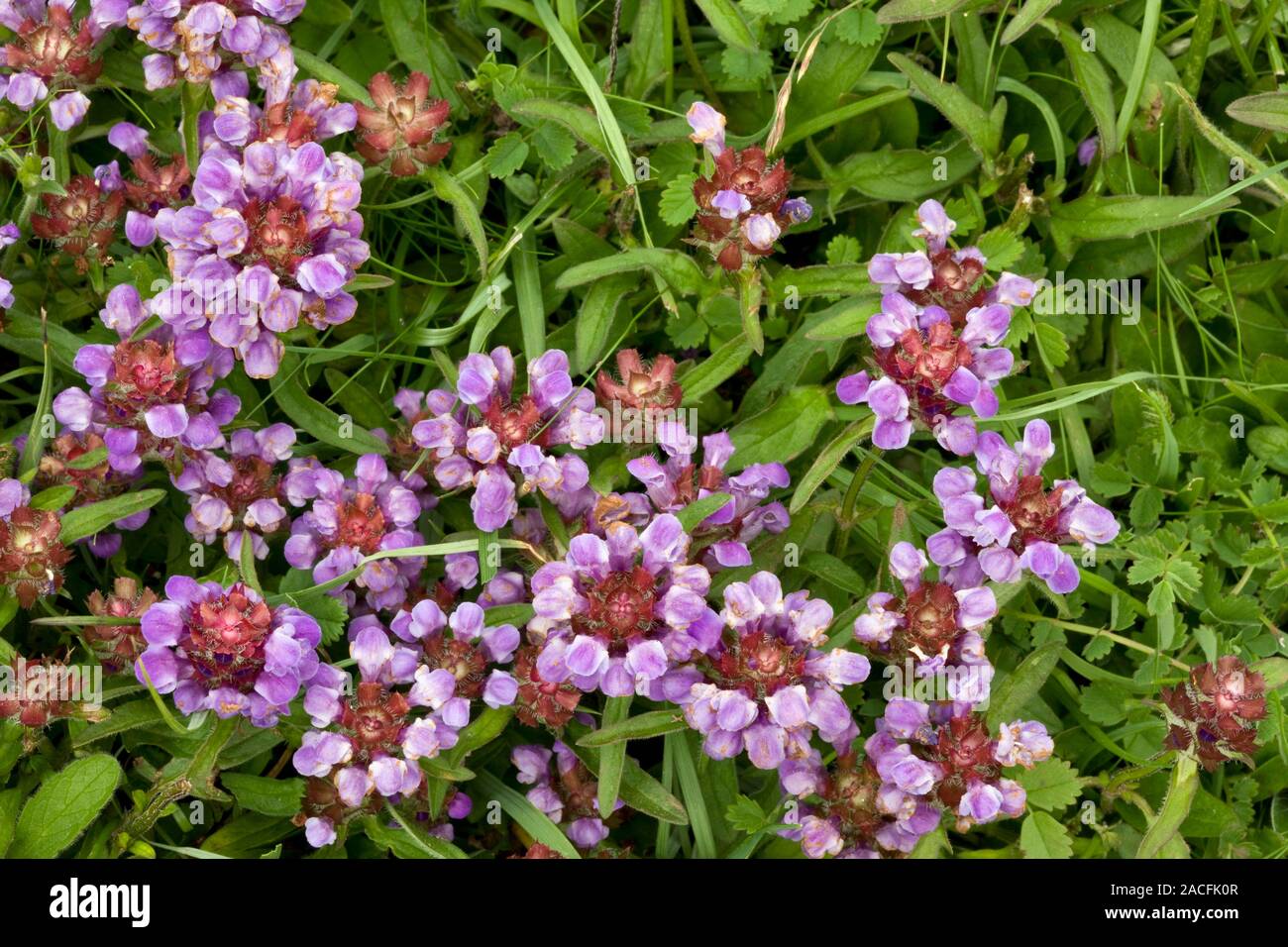 Self heal (Prunella vulgaris) flowers. This plant has a long history of ...