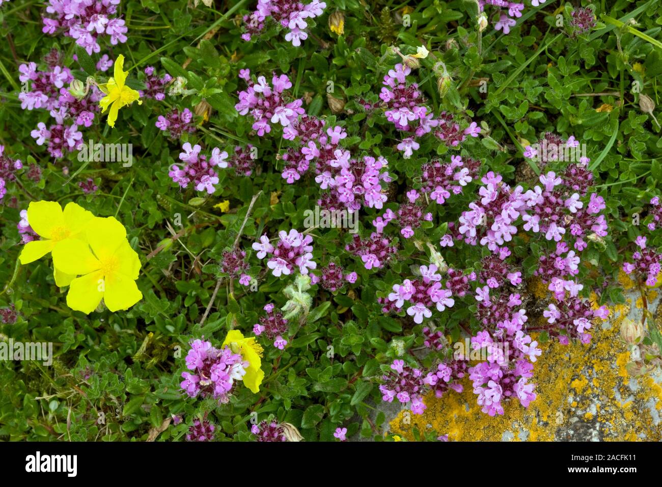 British wildflowers. Wild thyme (Thymus polytrichus britannicus, pink ...