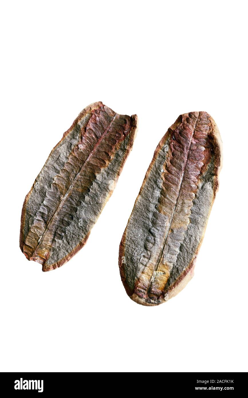 Pecopteris fern fossil. Pecopteris-leaved ferns appeared in the ...