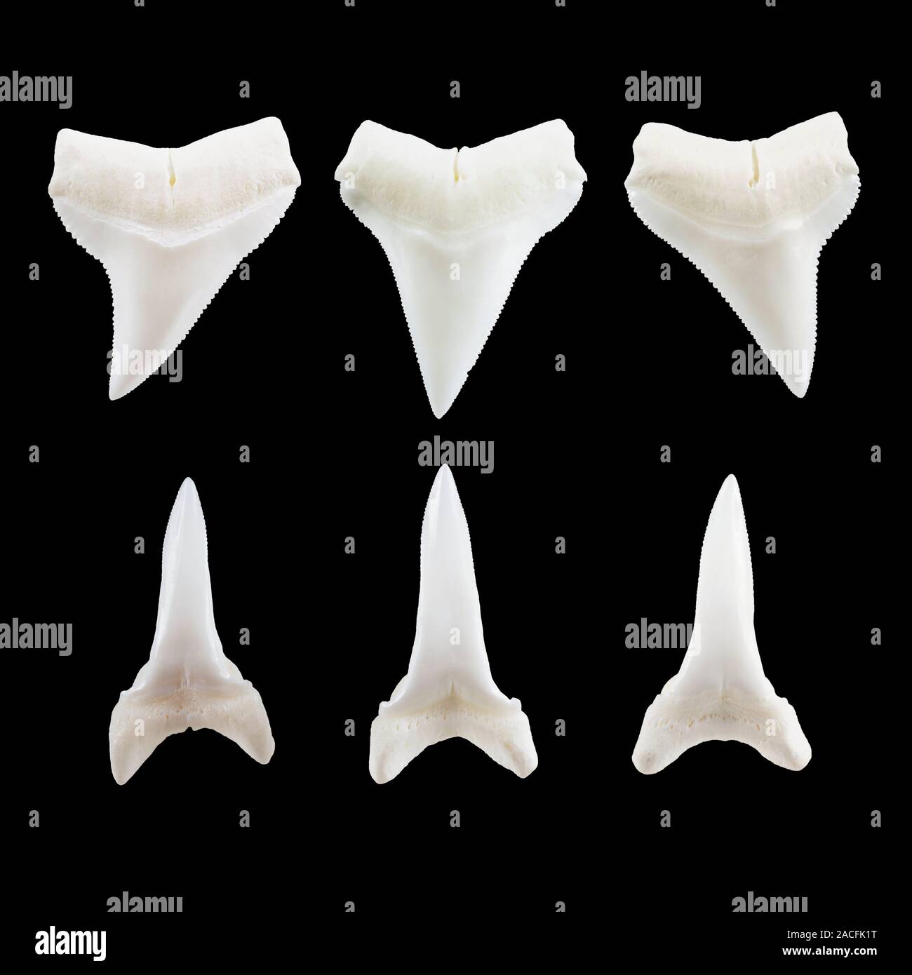 Shark teeth. Teeth from the upper and lower jaws of a river shark ...