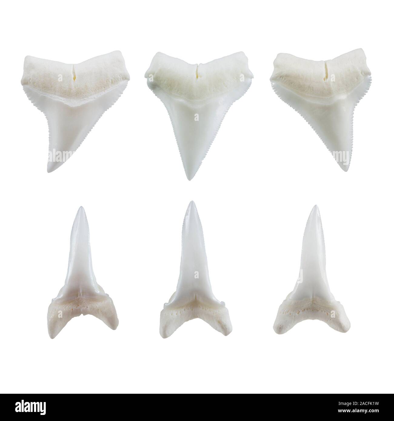 Shark teeth. Teeth from the upper and lower jaws of a river shark ...