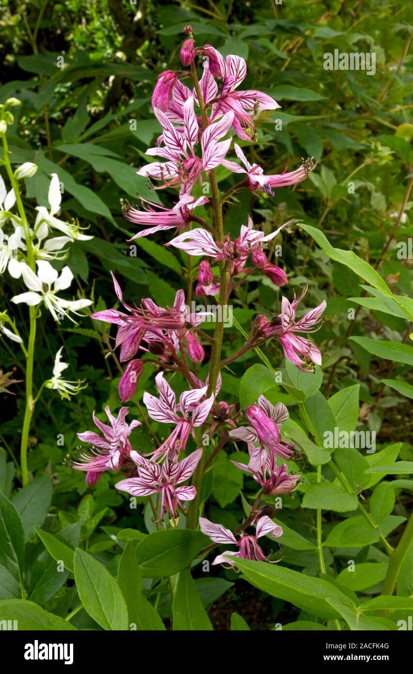 Burning bush (Dictamnus albus). Photographed at Hidcote Manor ...