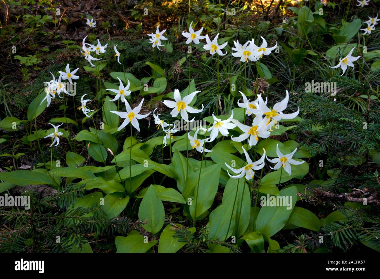 White avalanche lily (Erythronium montanum) flowers. Photographed in ...