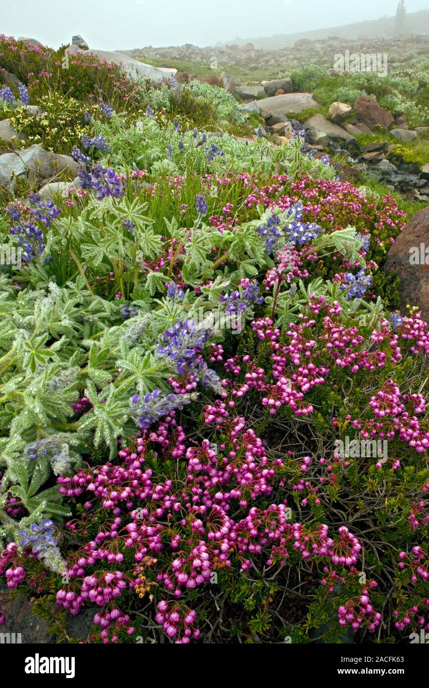 Mountain heathland. Red mountain heather (Phyllodoce empetriformis) and ...