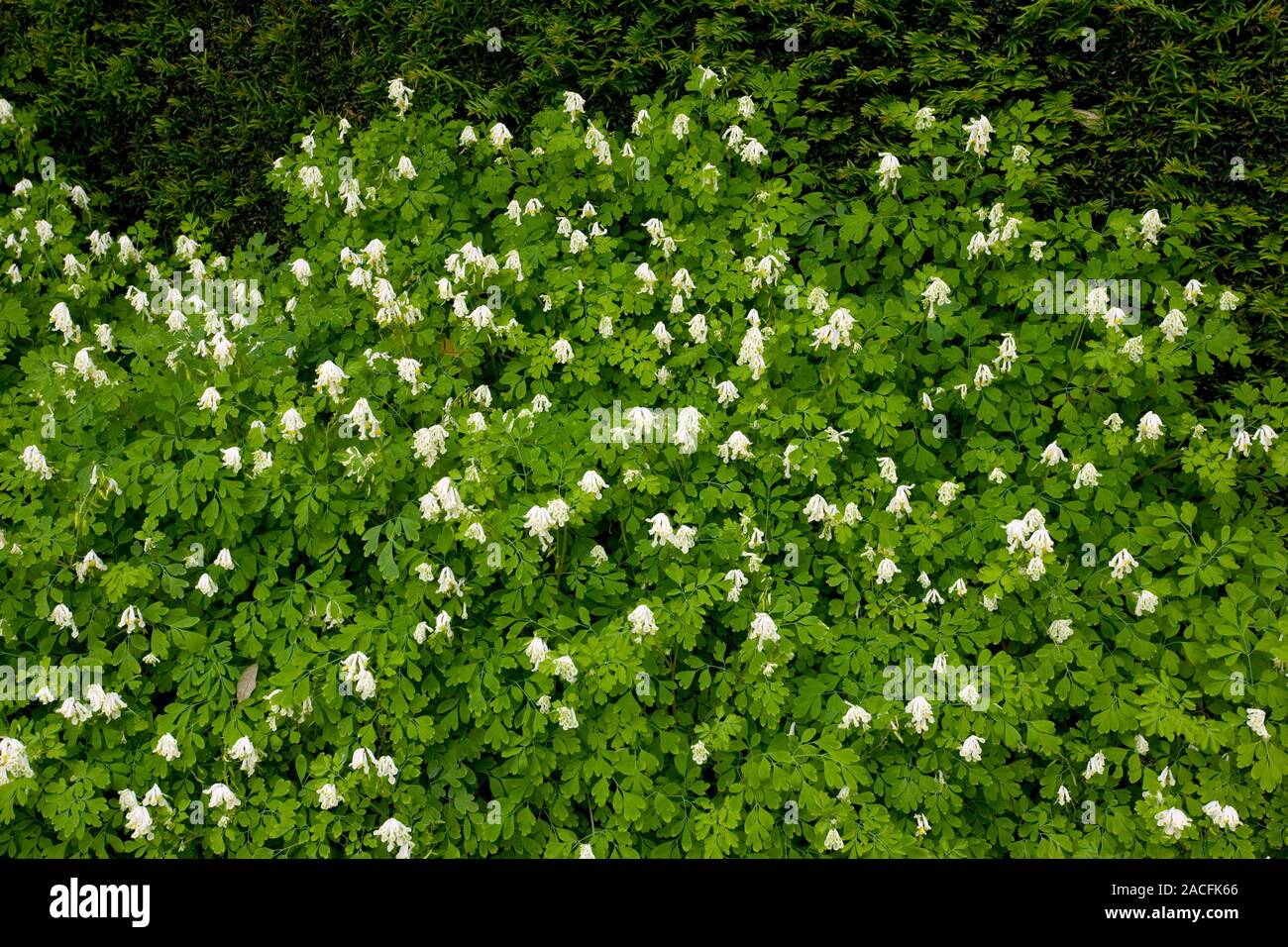 White corydalis (Pseudofumaria alba) flowers. Photographed in the UK ...
