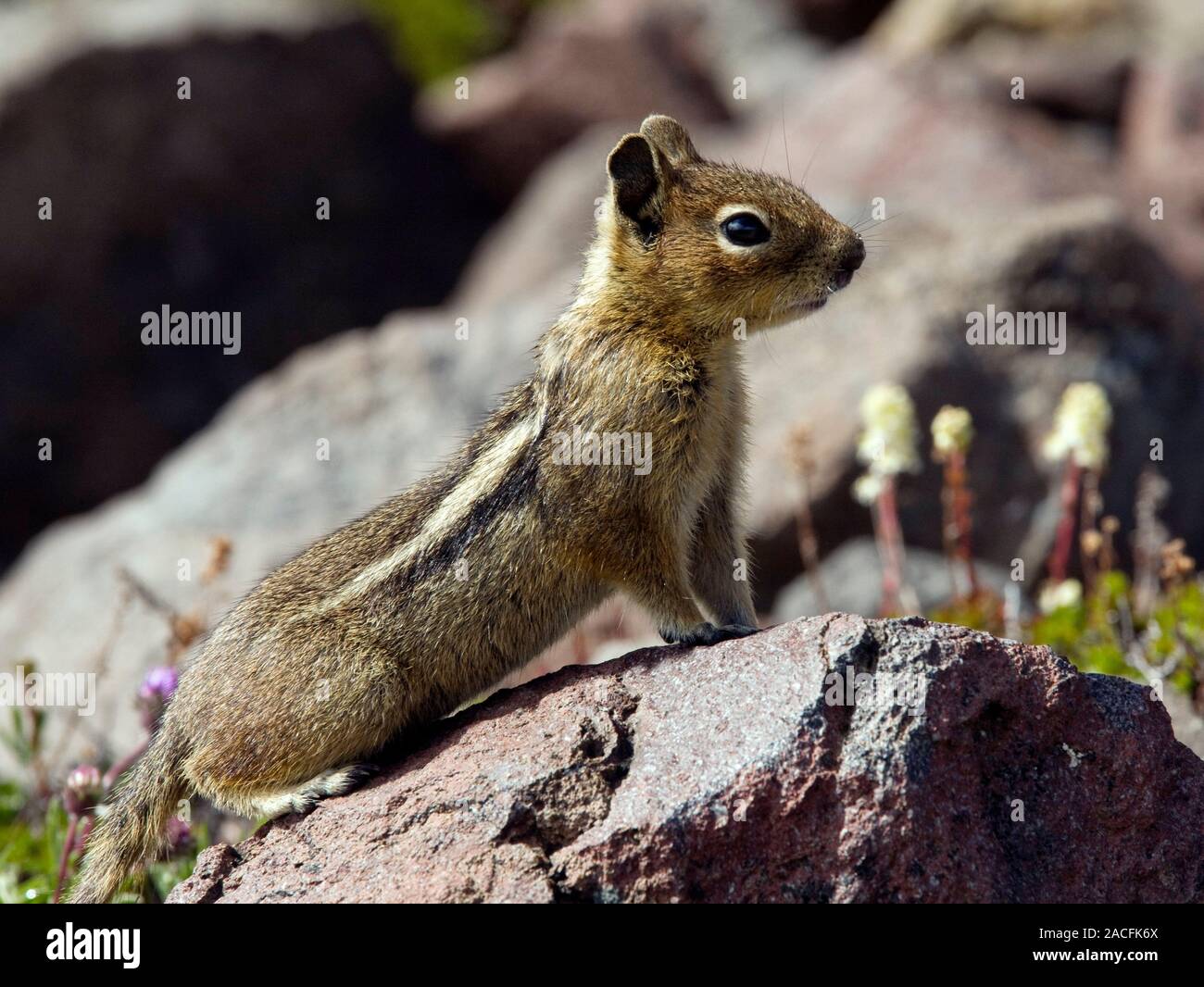 Golden-mantled ground squirrel (Spermophilus lateralis) on a rock ...