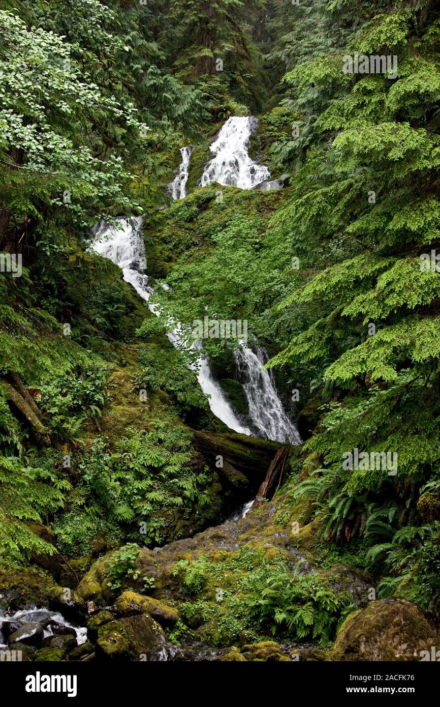 Waterfalls in the Quinault Valley temperate rainforest. Photographed in ...