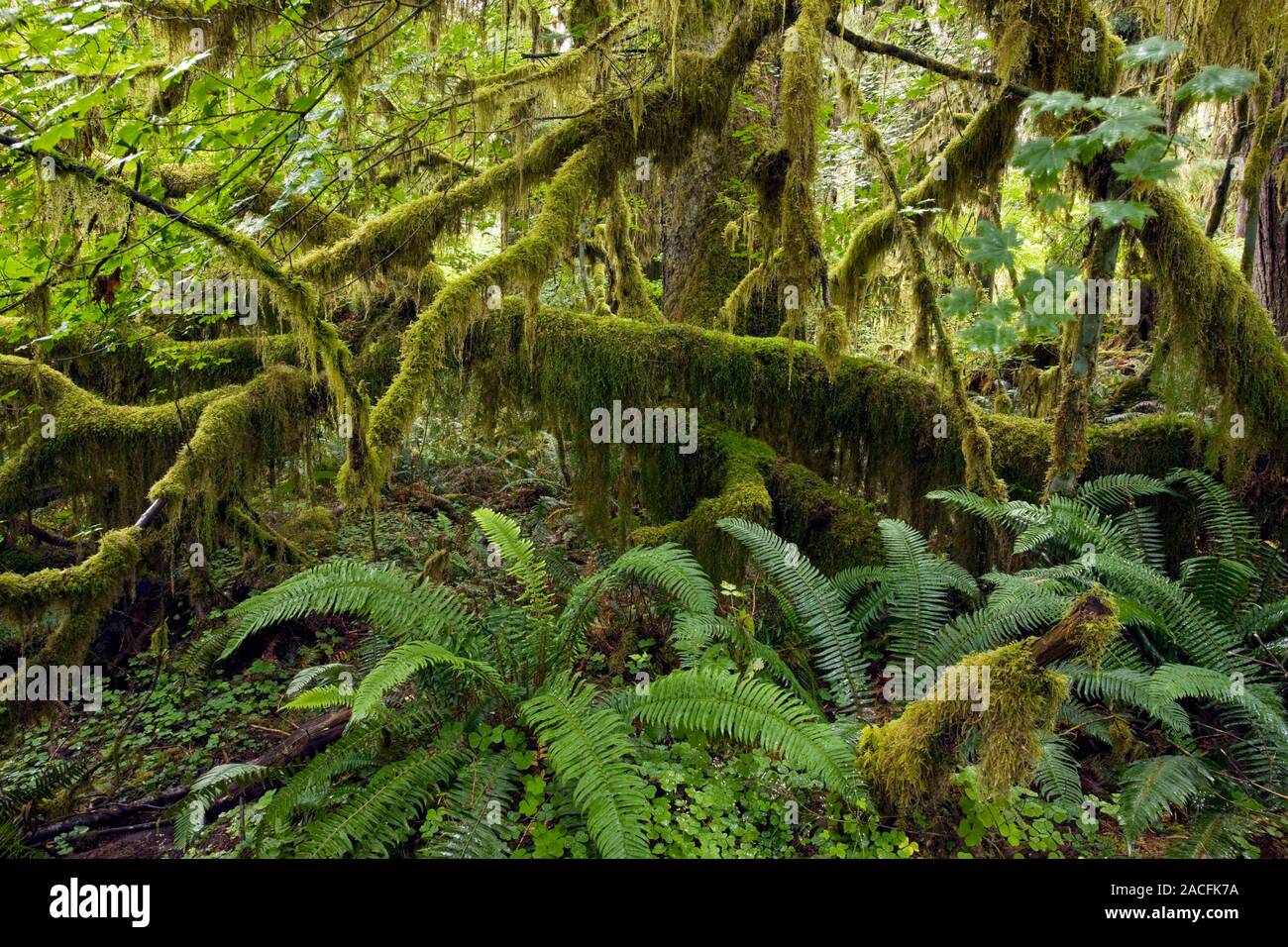 Temperate rainforest. Big leaf maple (Acer macrophyllum) tree covered ...