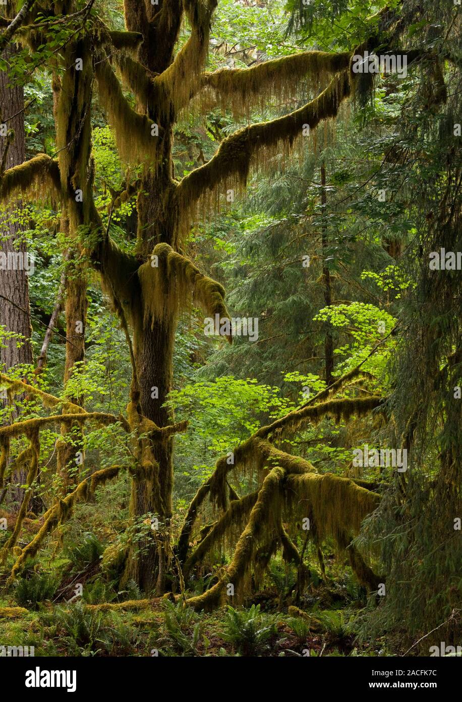 Temperate rainforest. Big leaf maple (Acer macrophyllum) tree covered ...