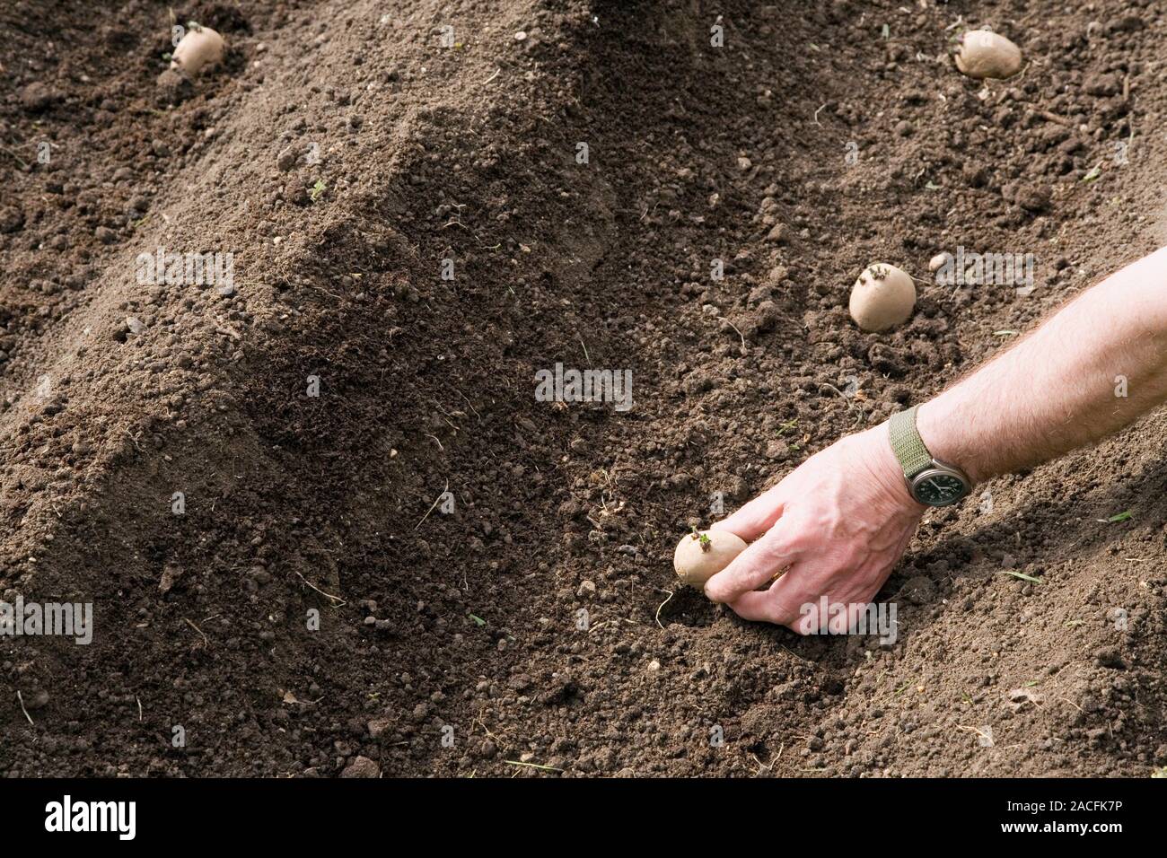 Gardener planting chitted (sprouted) potatoes (Solanum tuberosum) in a ...