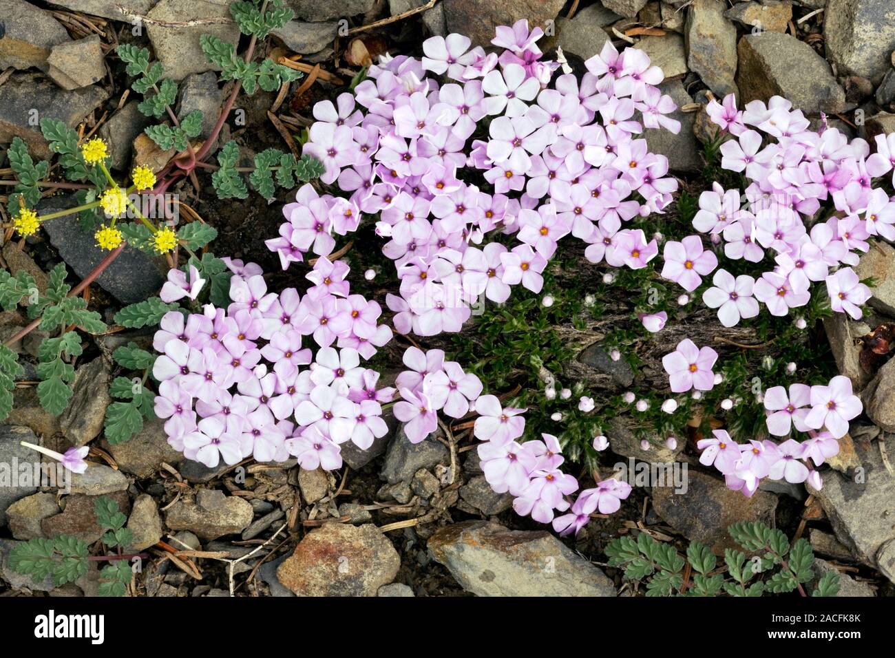 Spreading phlox (Phlox diffusa) in flower. Photographed on Mount ...