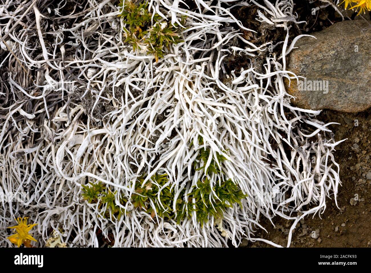 Whiteworm lichen (Thamnolia vermicularis) on rocks. Lichens are ...