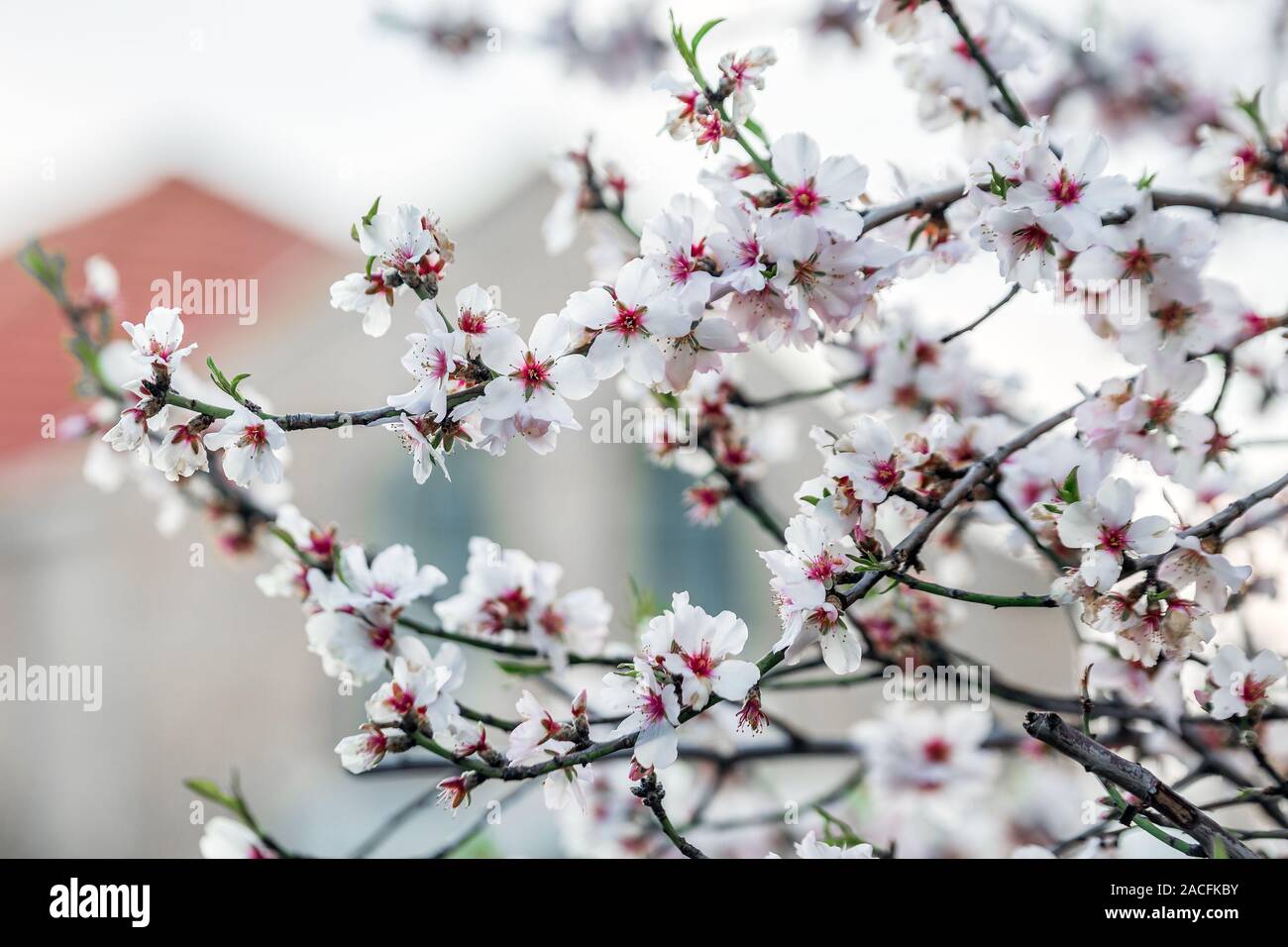 Almond tree bloom in blue streets of Holy city Safed, Israel Stock ...